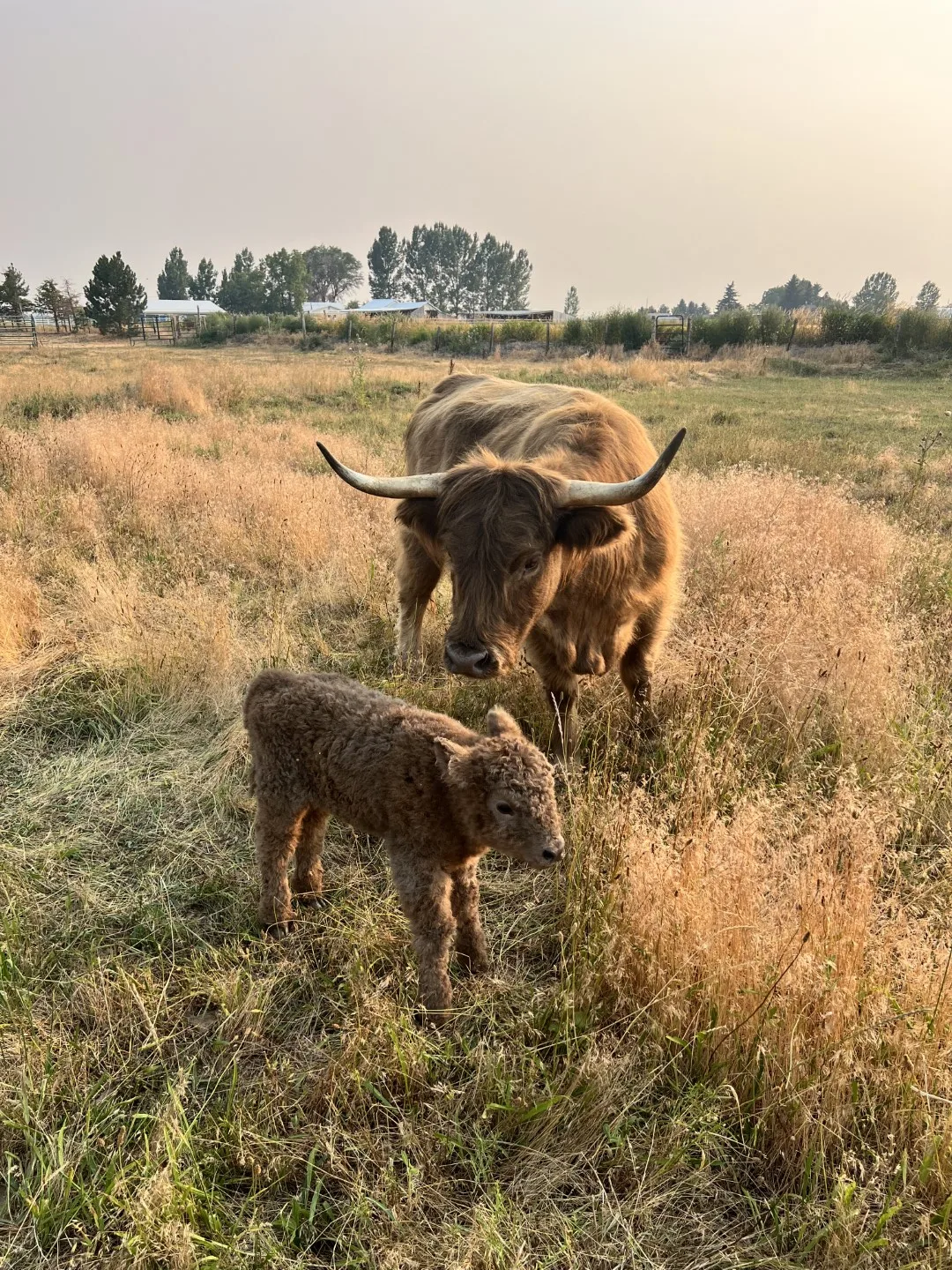 Farm & Ranch Insurance - Tower Insurance Brokers